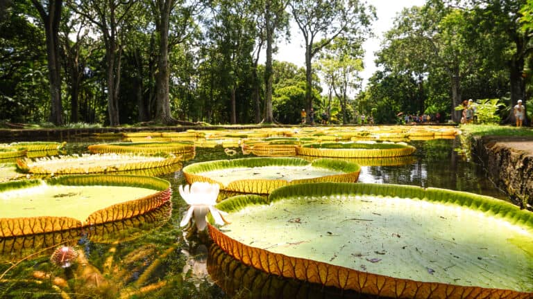 10 Wonderful Reasons to Visit Mauritius - Travel and Squeak